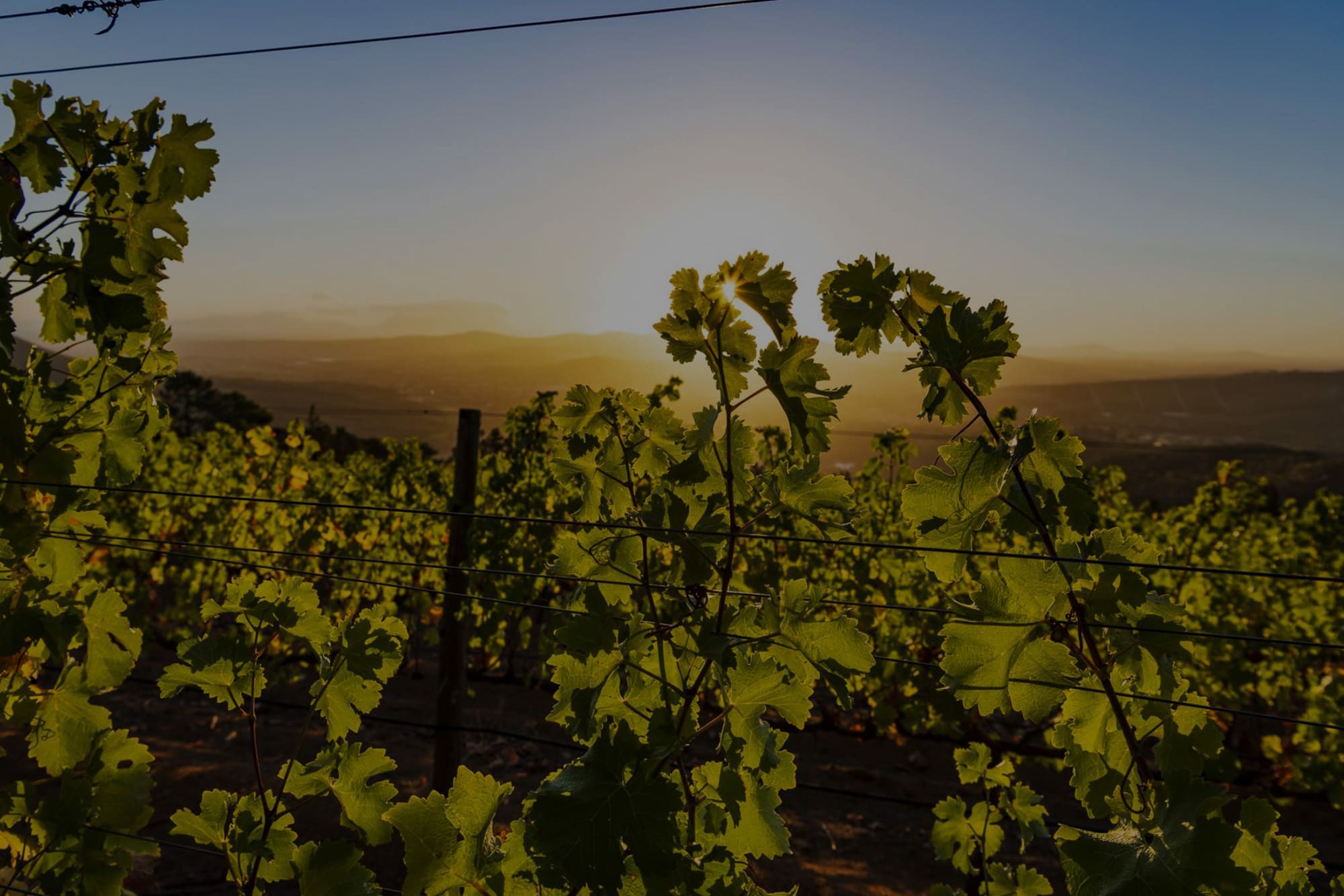 Lanzerac Wines - See Our Full Wine Range | Lanzerac